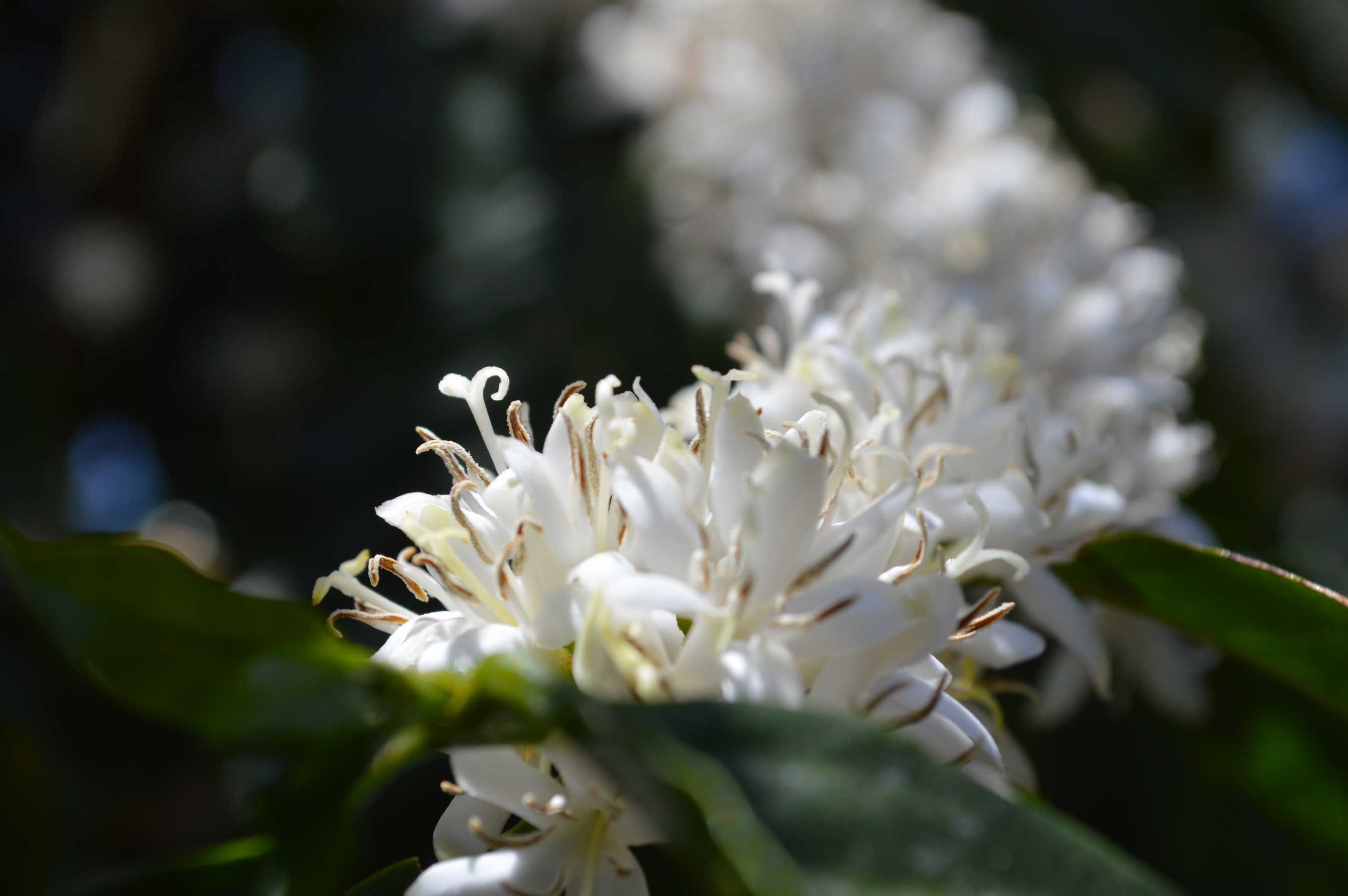 Histoire et savoir faire café